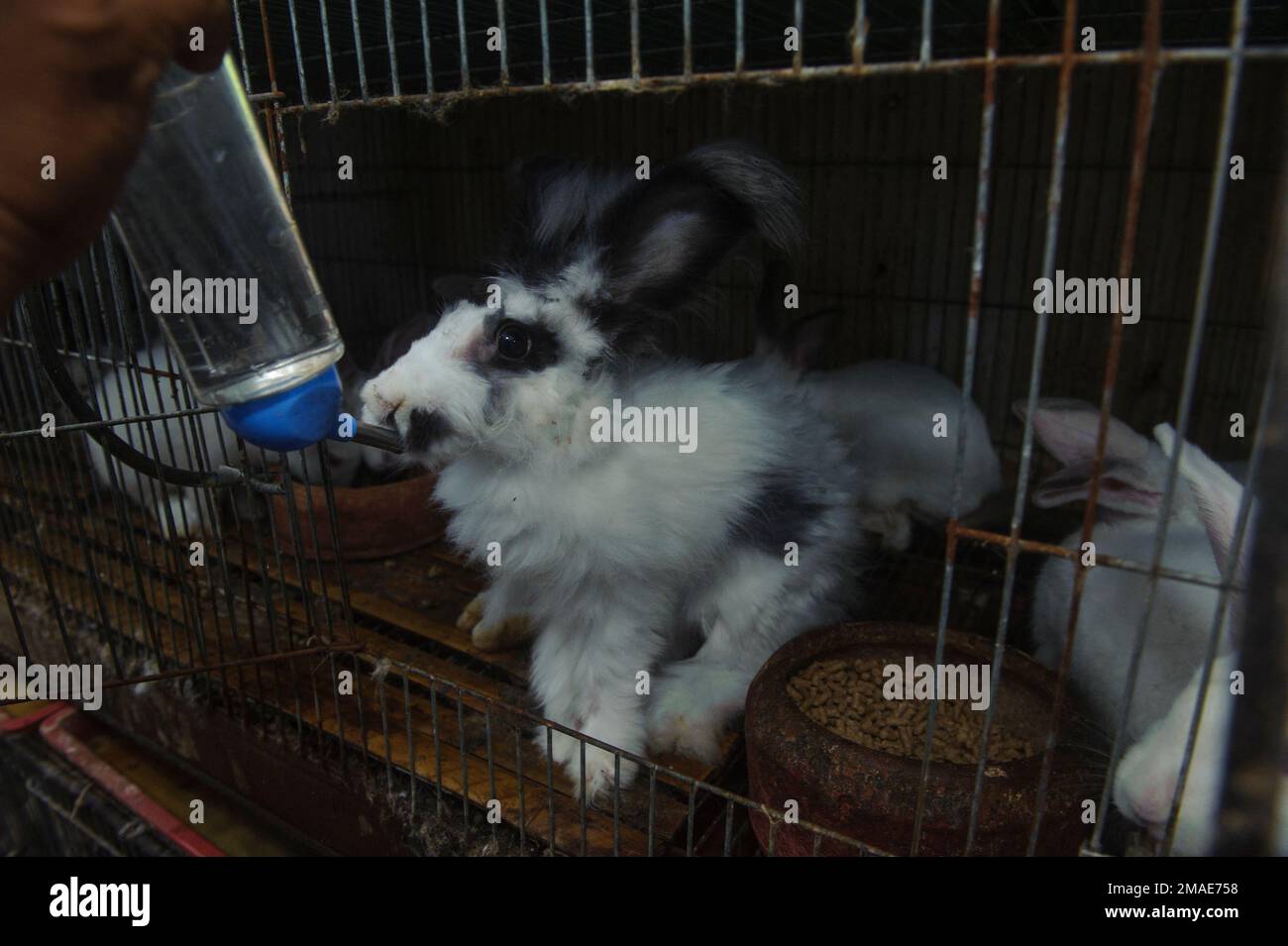 Rabbits drinking water hi-res stock photography and images - Alamy