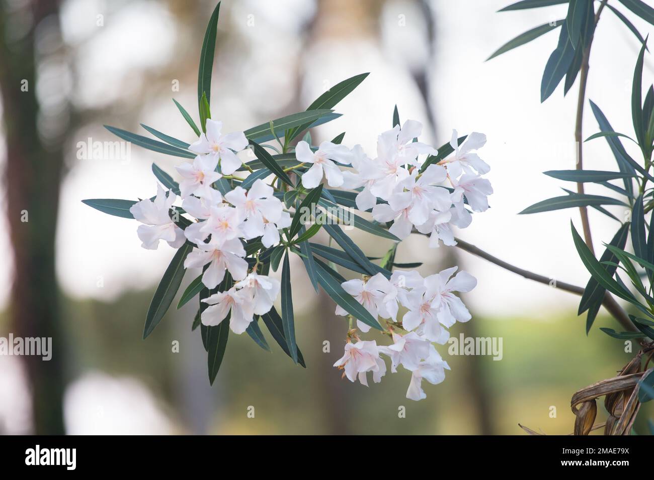 White oleander blooming Stock Photo - Alamy