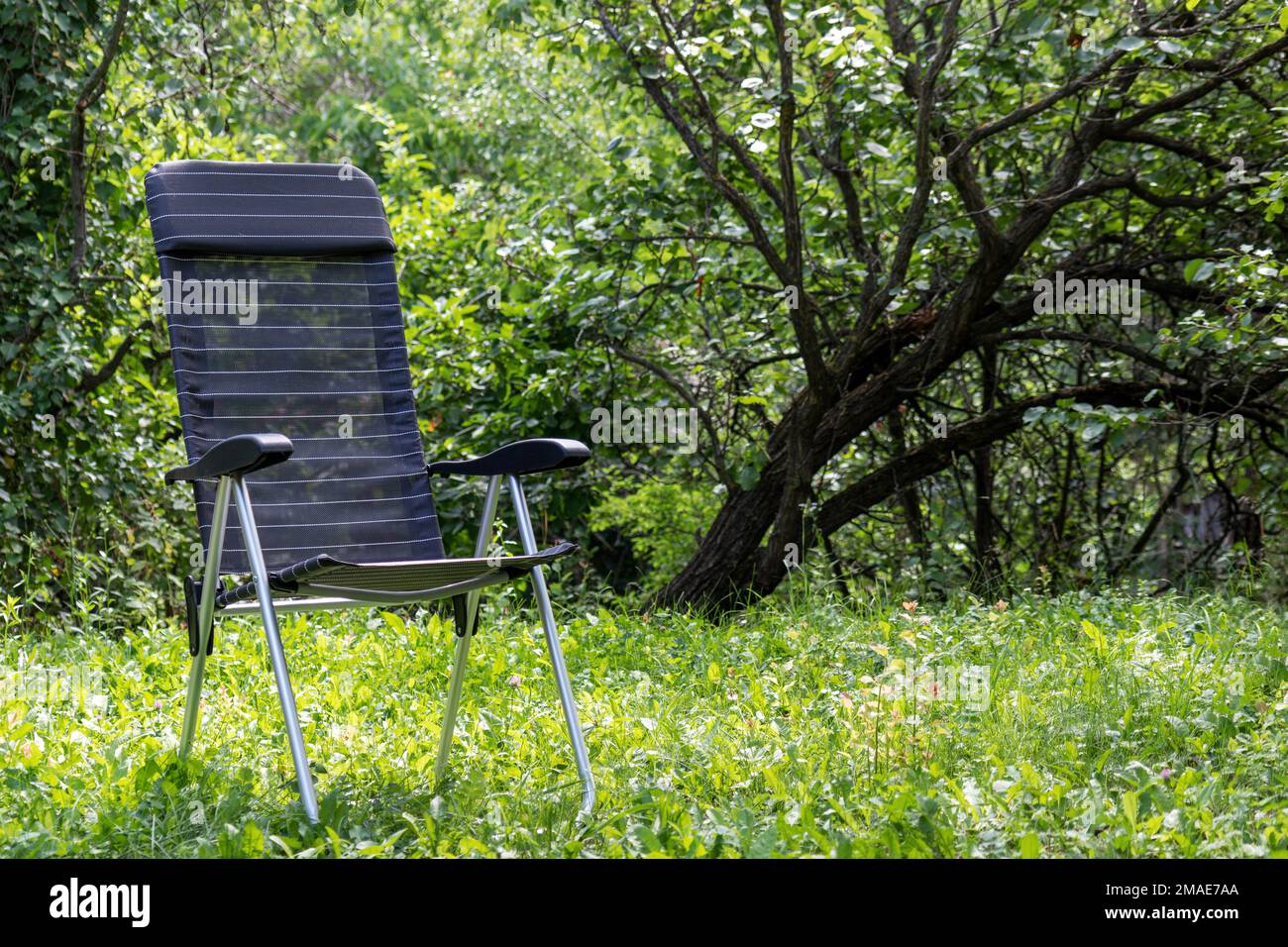 Green grass tree hi-res stock photography and images - Alamy