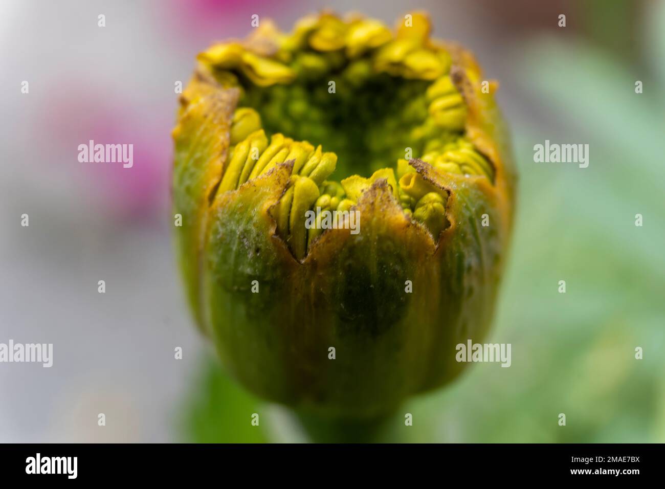 Tagetes marigold bud in garden. Beautiful calendula flowers with leaves ...