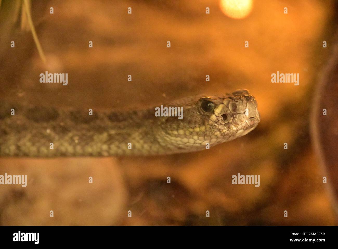 Large prairie rattler snake with its head raised ready to strike Stock ...