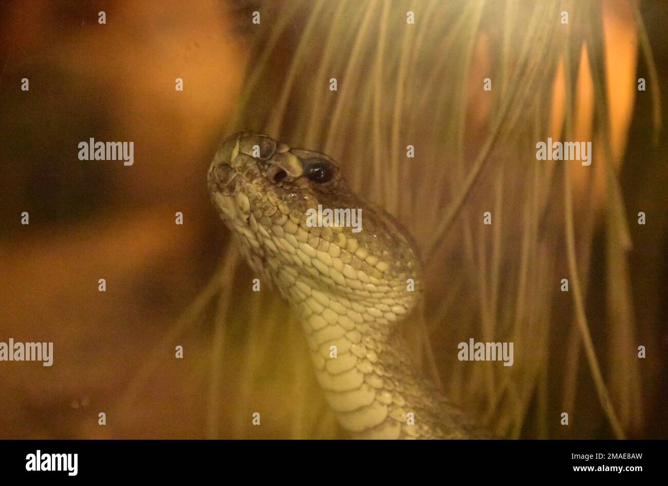 Up close look at a prairie rattler snake in the wild Stock Photo - Alamy