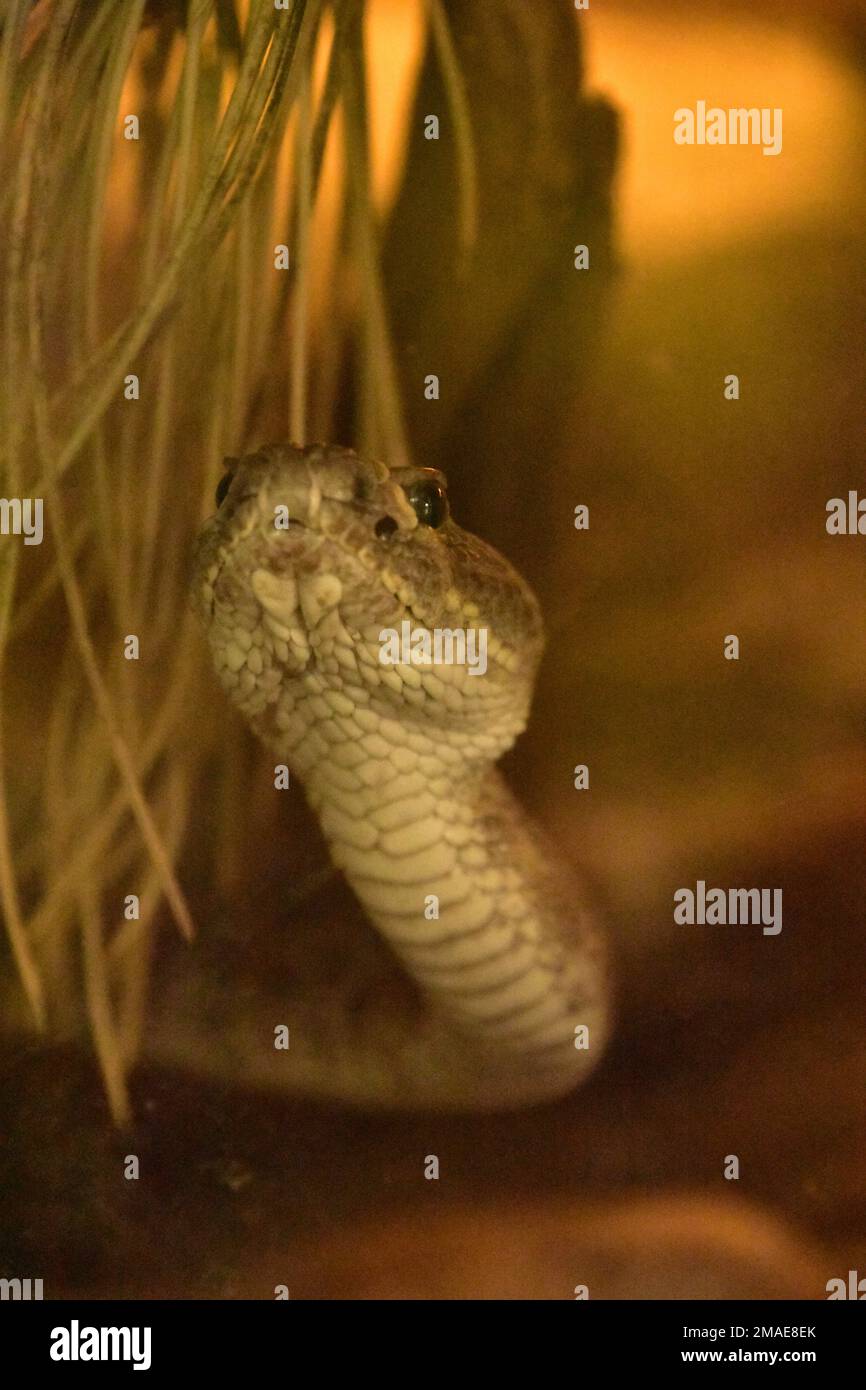 Head raised on a prairie rattler snake who is angry Stock Photo - Alamy
