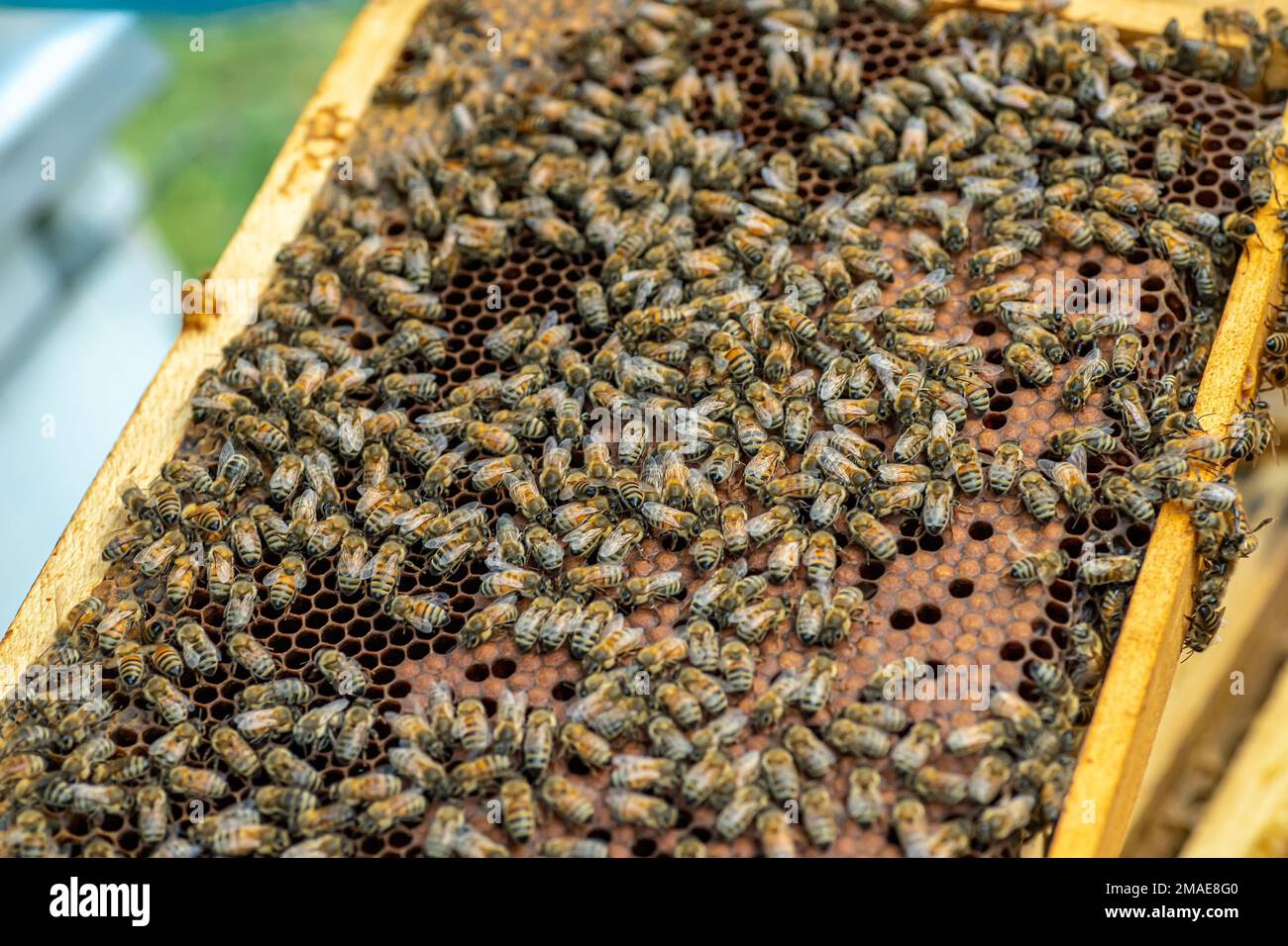 Bees on the honeycomb, top view. Honey cell with bees. Apiculture ...