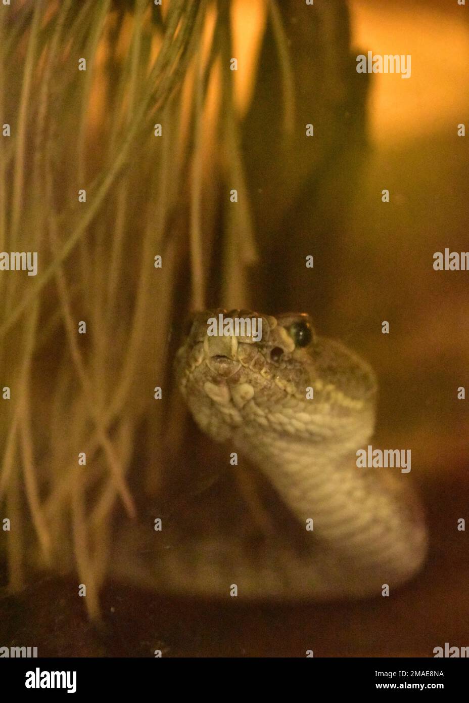 Raised head of a wild prairie rattler who is angry and ready to strike ...