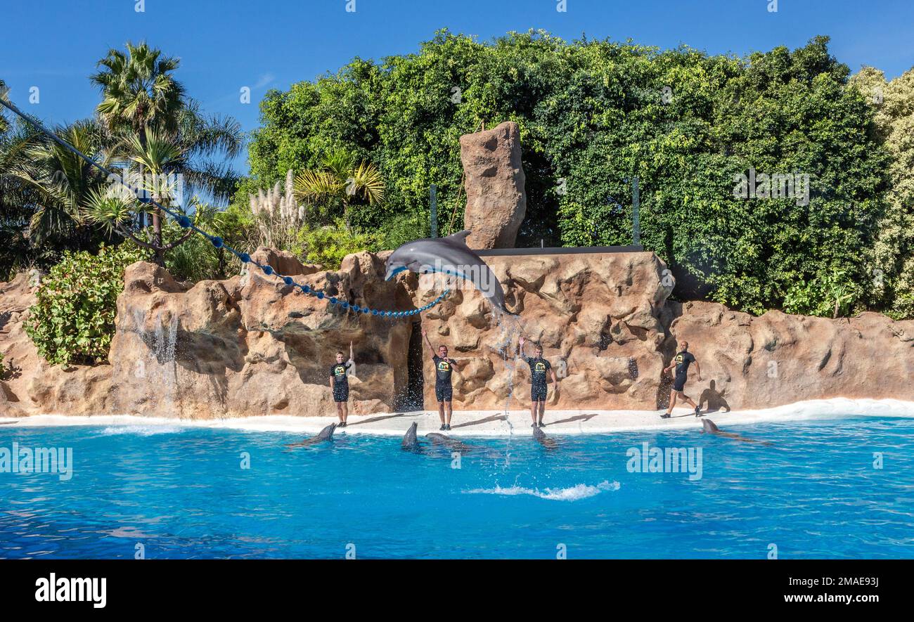 Tenerife, Spain January 10, 2019: Dolphin show in the Loro Parque ...