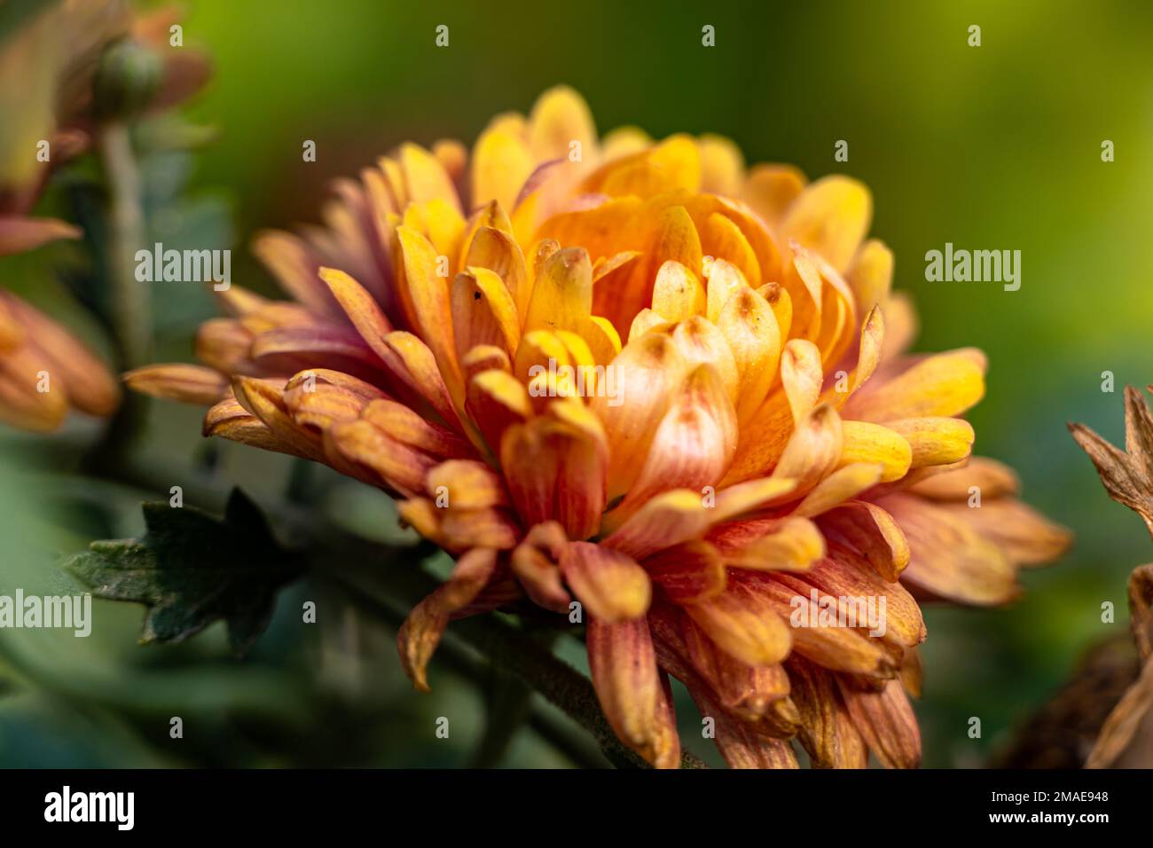 Close up bud marigold hi-res stock photography and images - Alamy