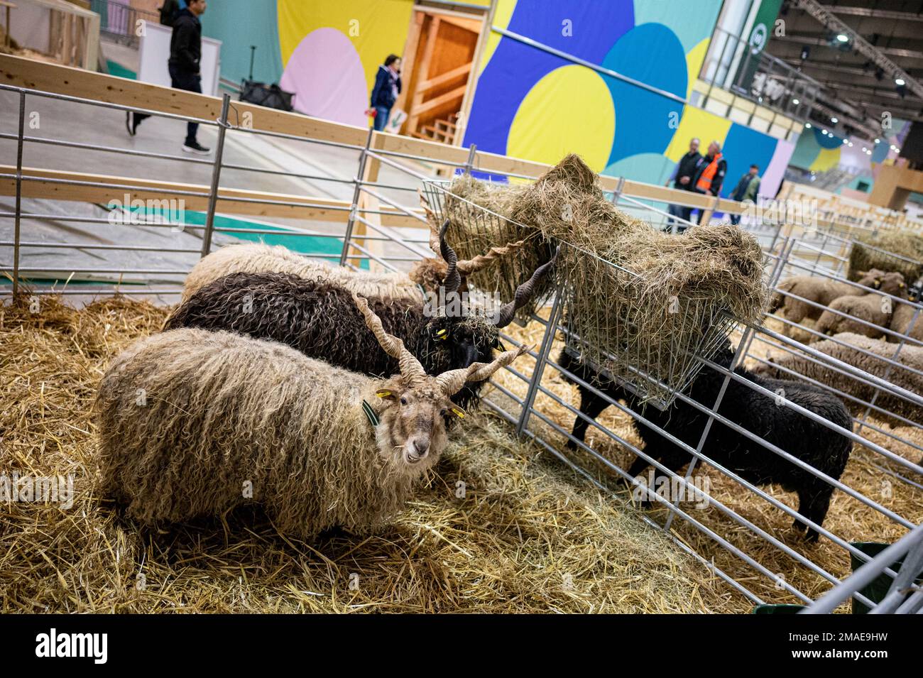 Zackel sheep hi-res stock photography and images - Alamy