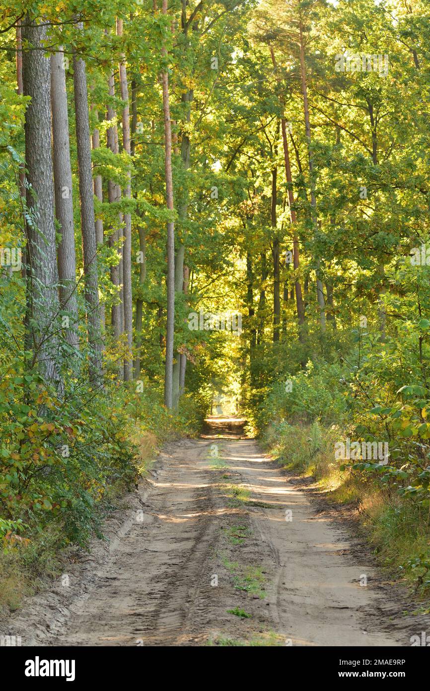 The forest road leads through the forest into the unknown Stock Photo ...