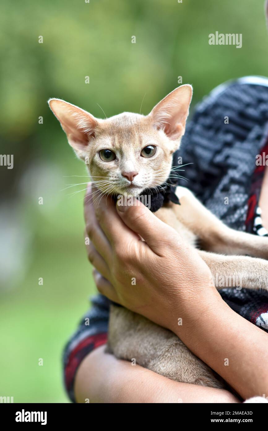 A young Abyssinian cat, fawn is sitting in the hands of the hostess ...