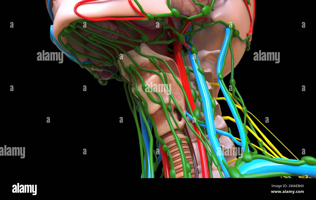 larynx cartilaginous segment of the respiratory tract located in the ...