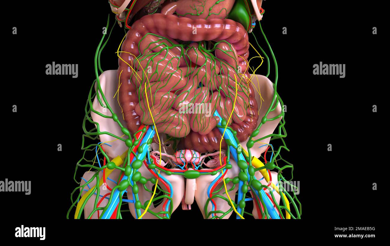 Small and Large intestine anatomy for medical concept 3D illustration ...