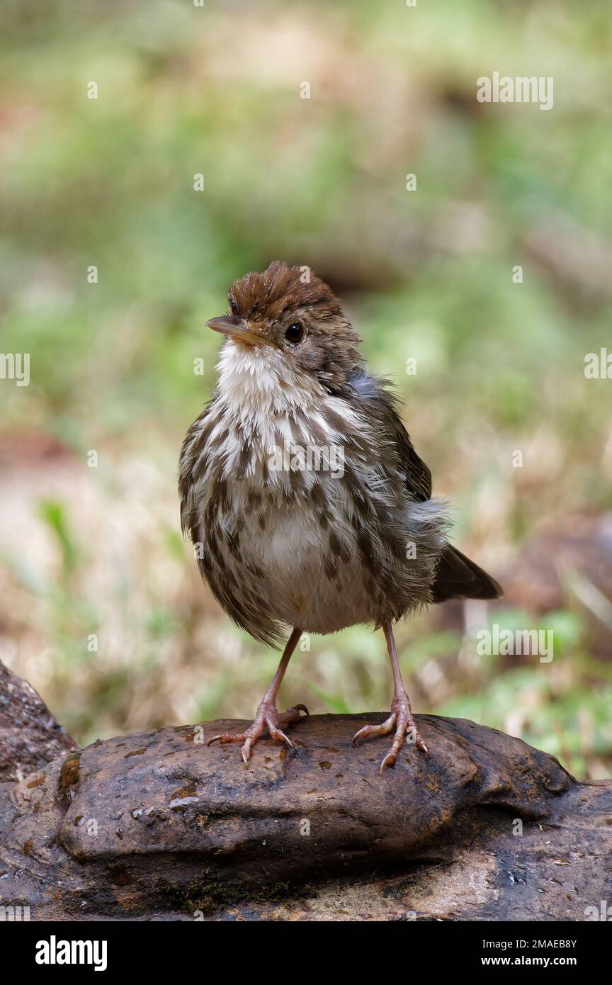 Closeup shot brown throated hi-res stock photography and images - Alamy