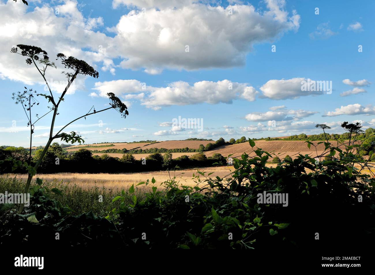 A view of the rolling hills of the SDNP near Hawkley Stock Photo - Alamy