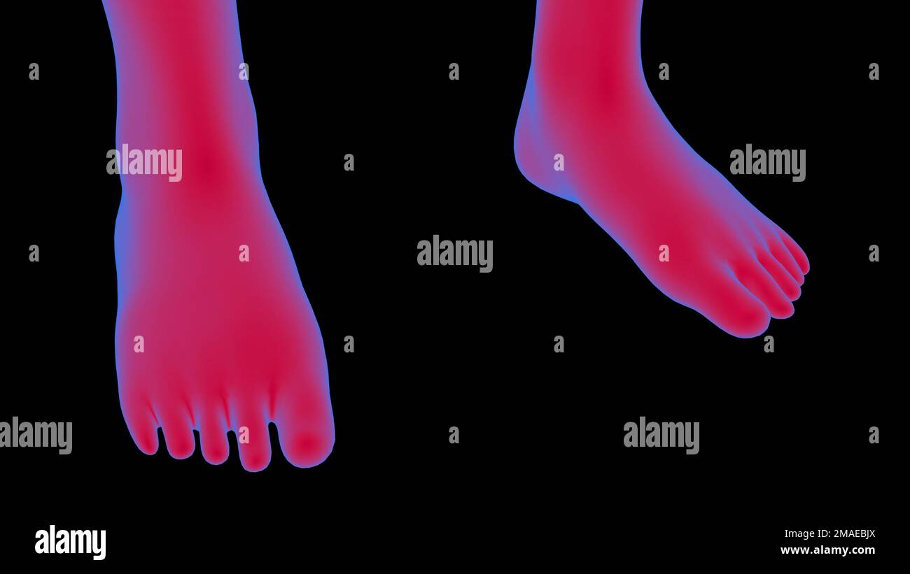 Female anatomy Human legs 3D illustration Stock Photo - Alamy