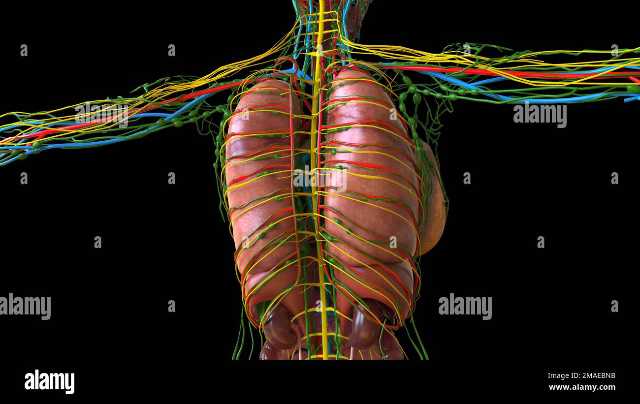 Human Trachea Anatomy