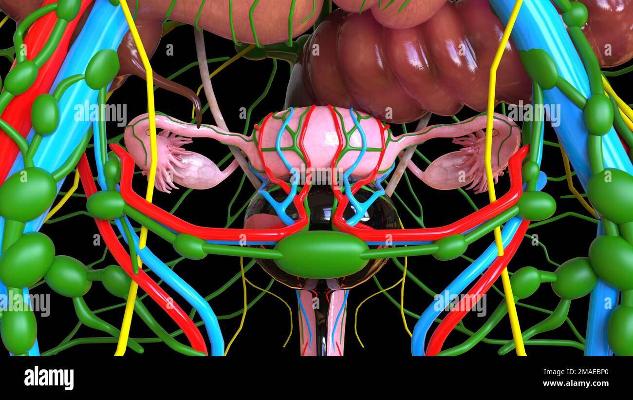 Female reproductive system anatomy uterus for medical concept 3D ...