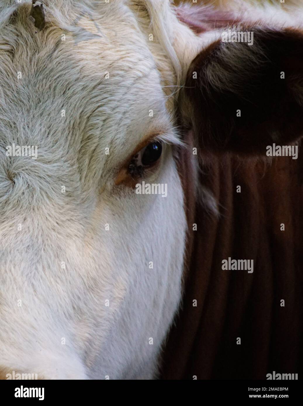 a close up of a cow looking at the camera Stock Photo - Alamy