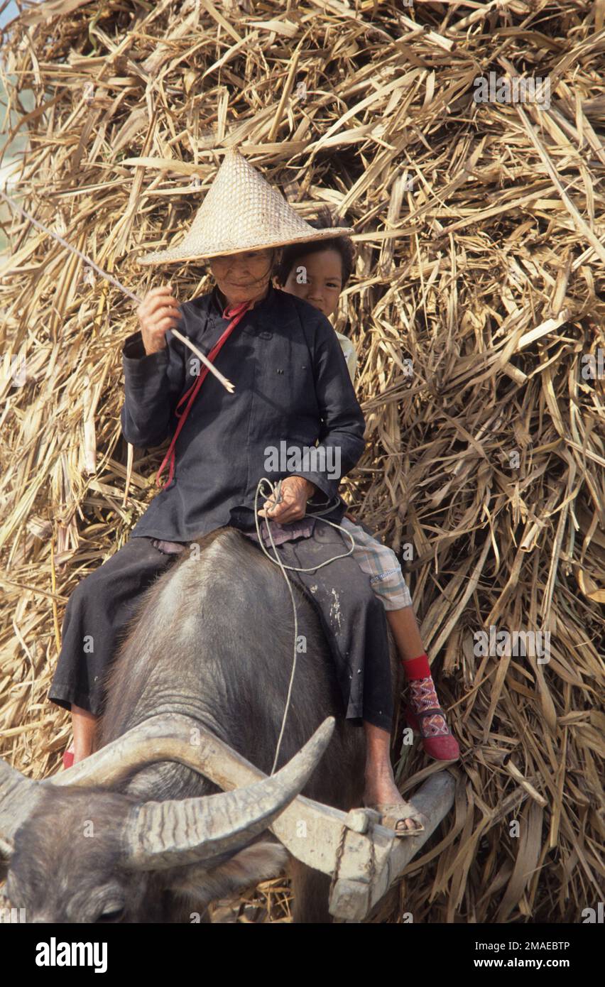 China, local chinese woman and child on Ox, transporting crops Stock ...