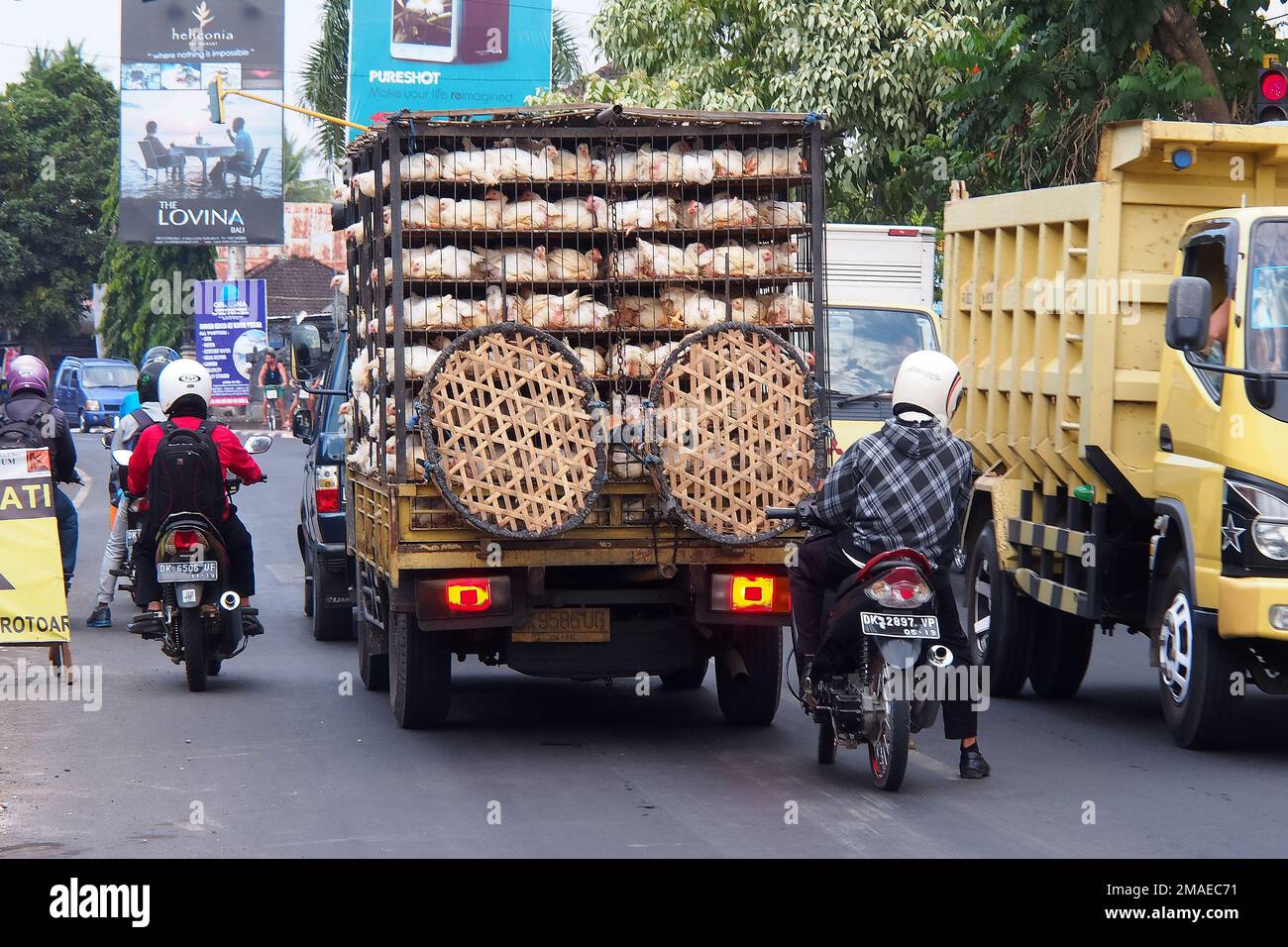 truck transporting chickens, Lovina, Buleleng Regency, Bali, Indonesia ...