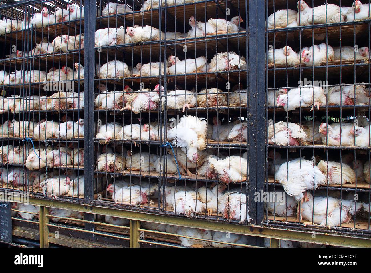 Transporting Live Chickens at Wayne Enochs blog