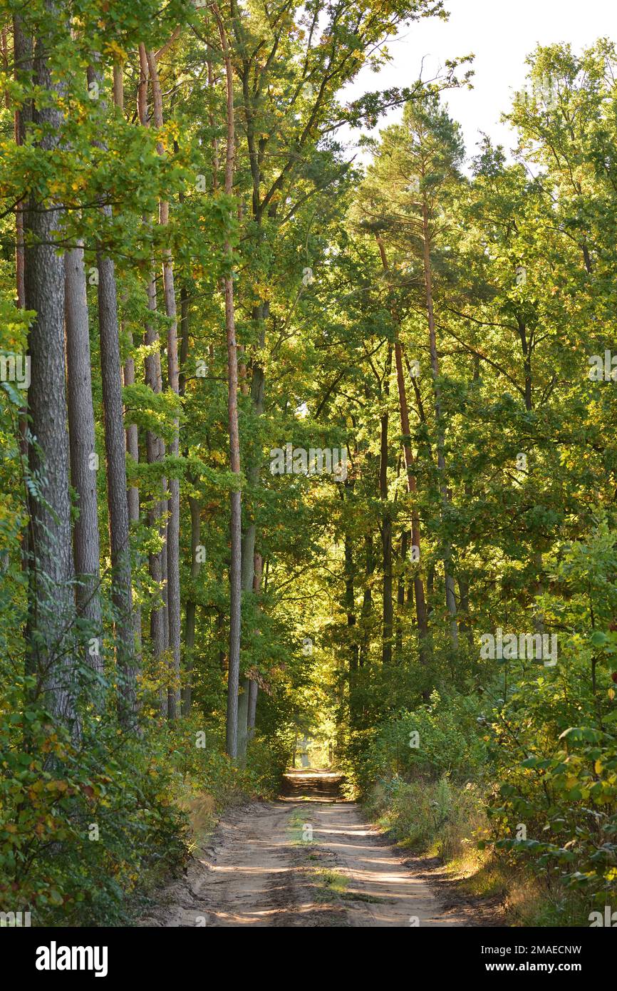 The forest road leads through the forest into the unknown Stock Photo ...