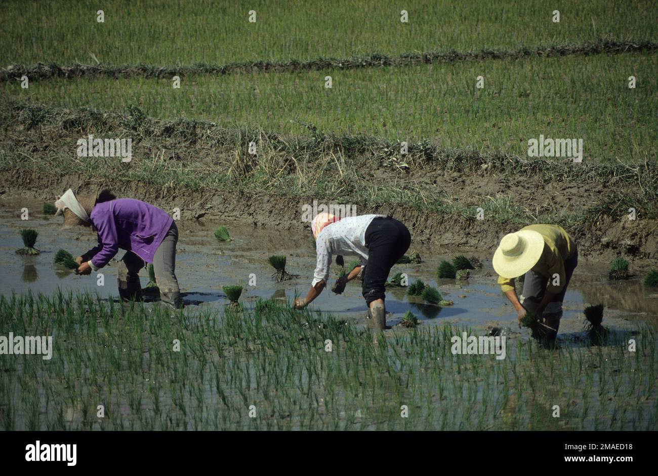 Chinese rice fields women hi-res stock photography and images - Alamy