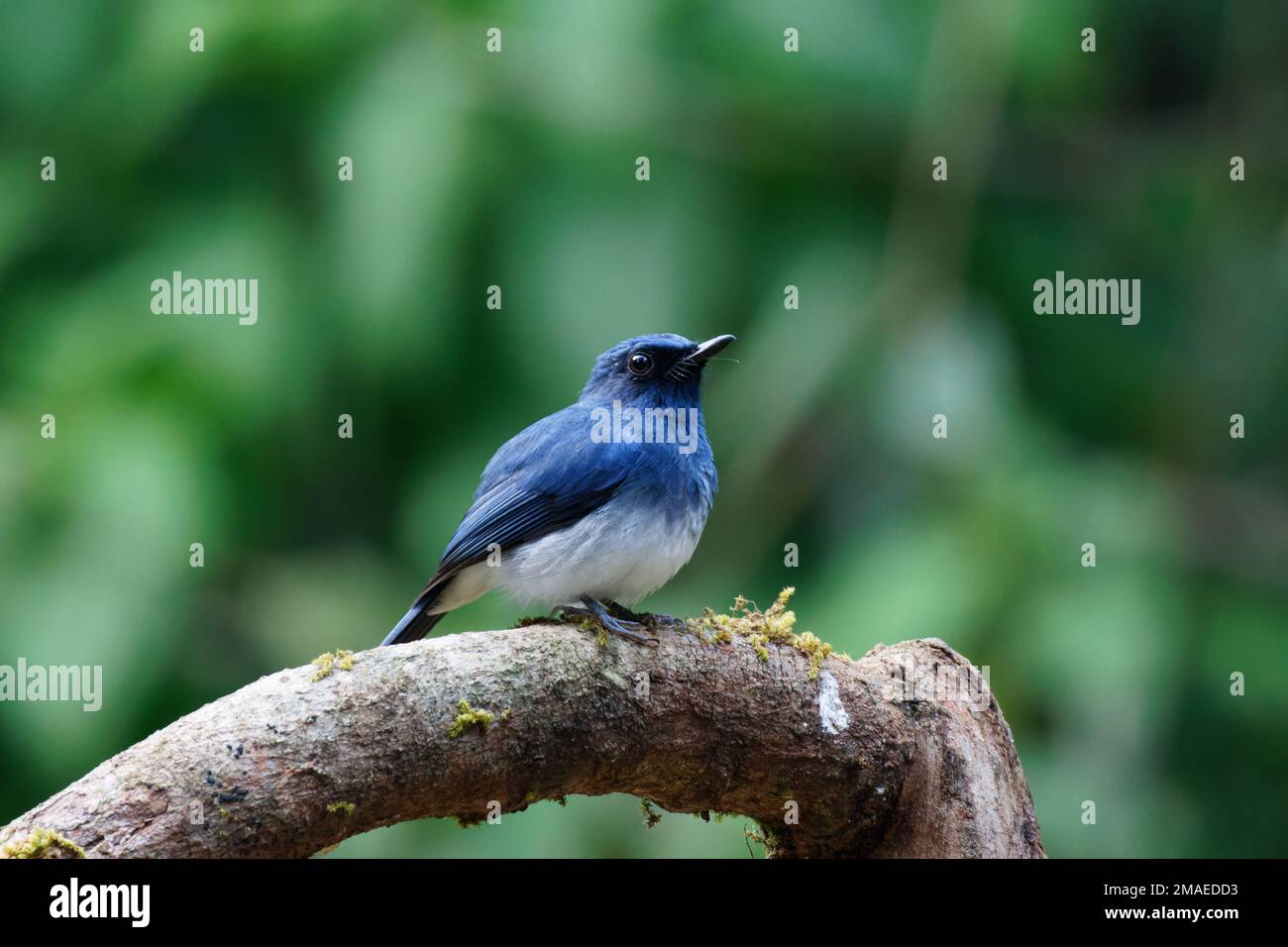 White bellied blue flycatcher male perching on a tree branch in a ...