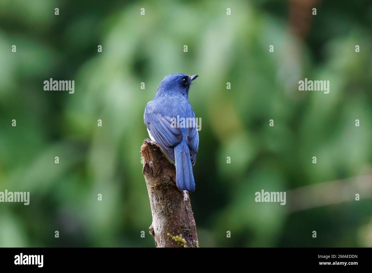 White bellied blue flycatcher male perching on a tree branch in a ...