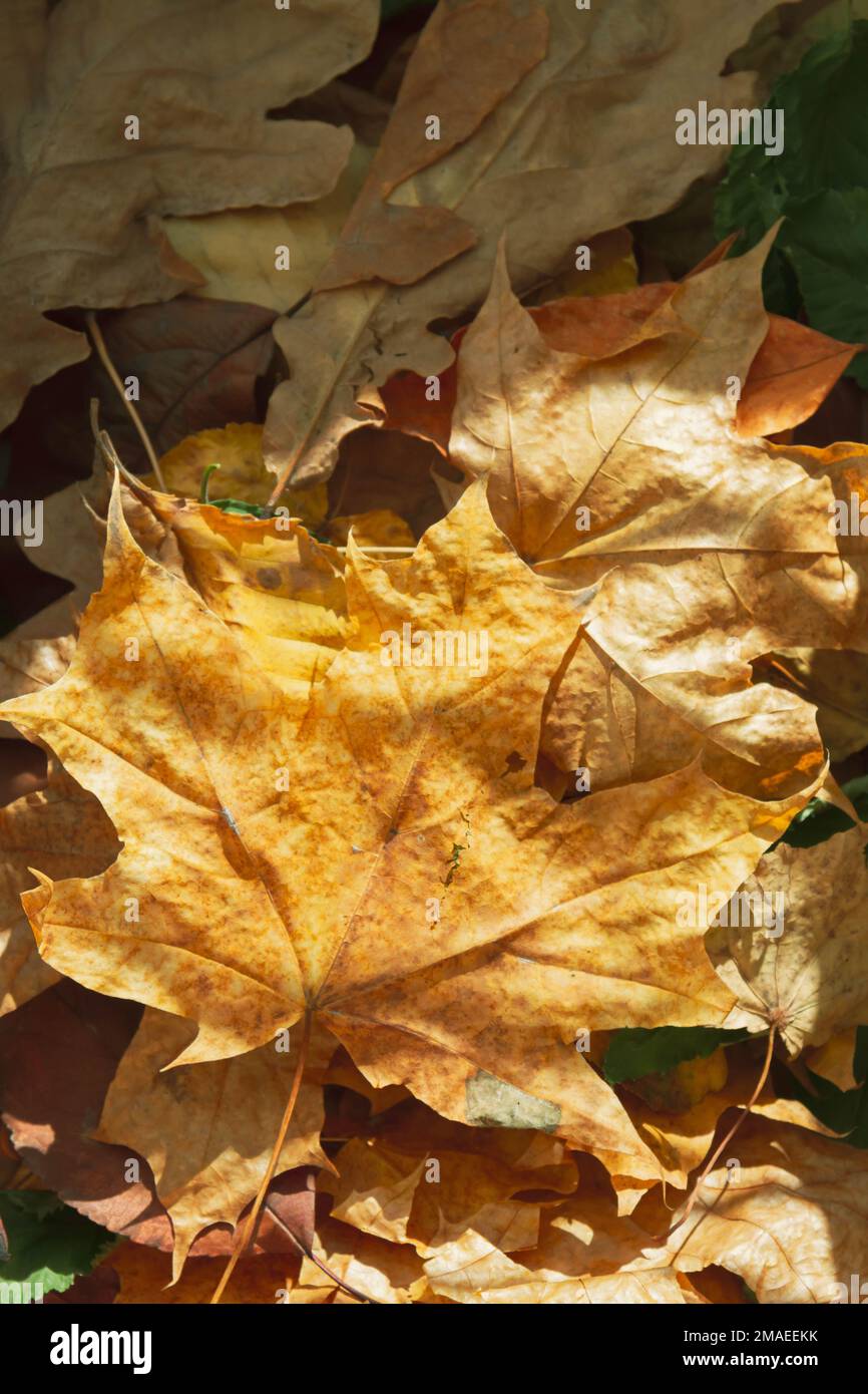 Backdrop of dry yellow autumn leaves in bright sunlight of autumn sun ...