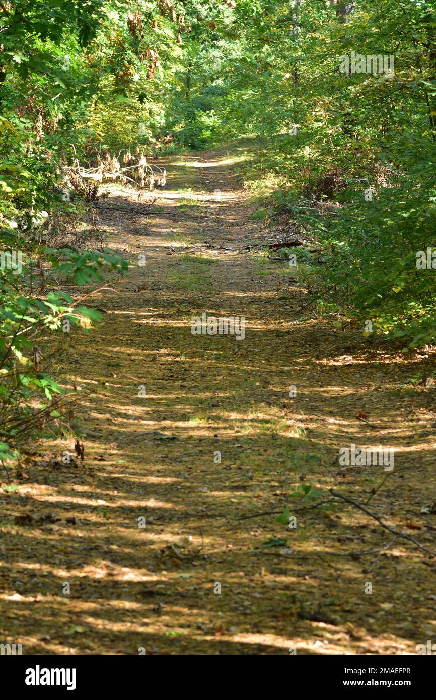 The forest road leads through the forest into the unknown Stock Photo ...