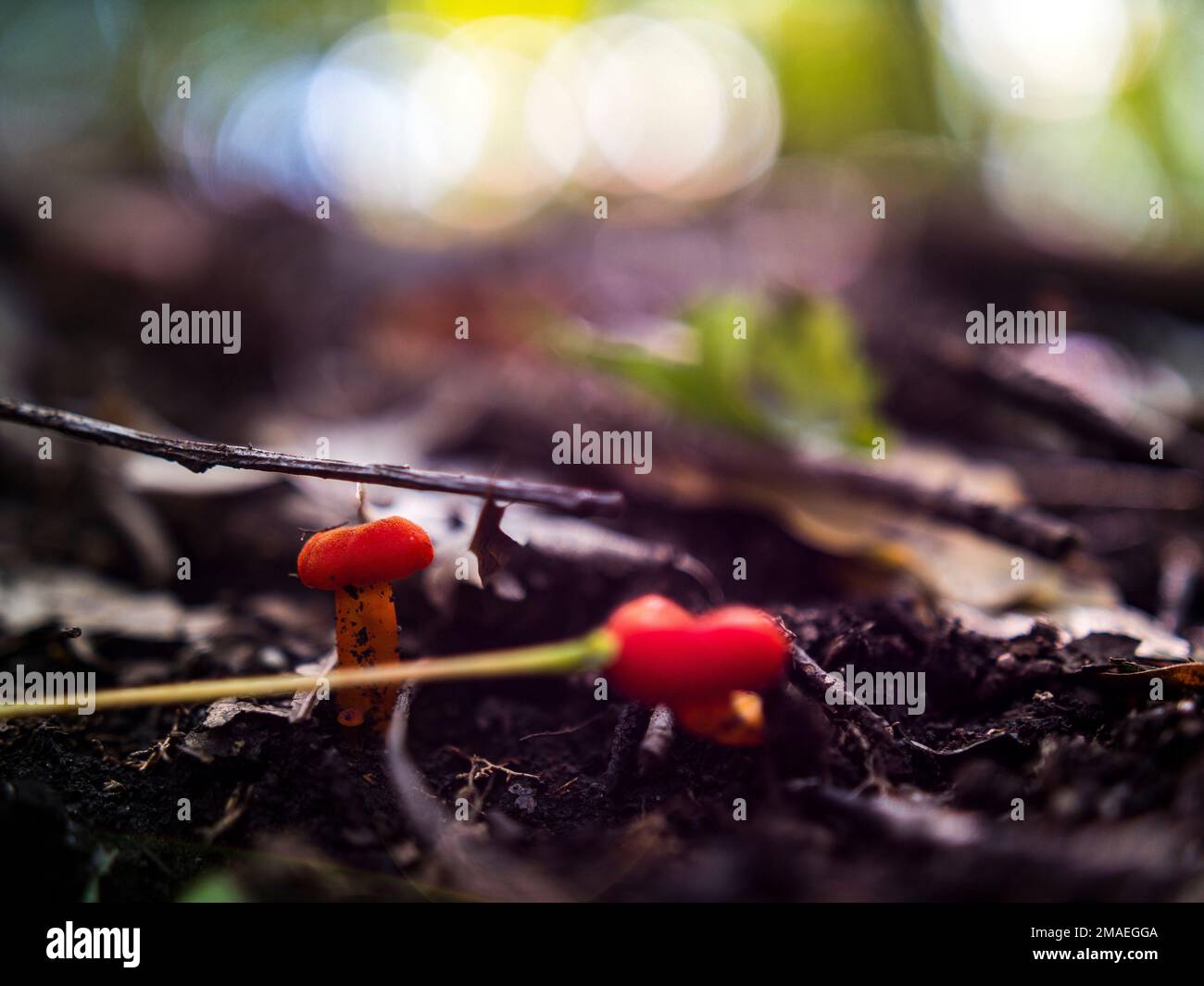 little wild red mushrooms in the soil Stock Photo - Alamy