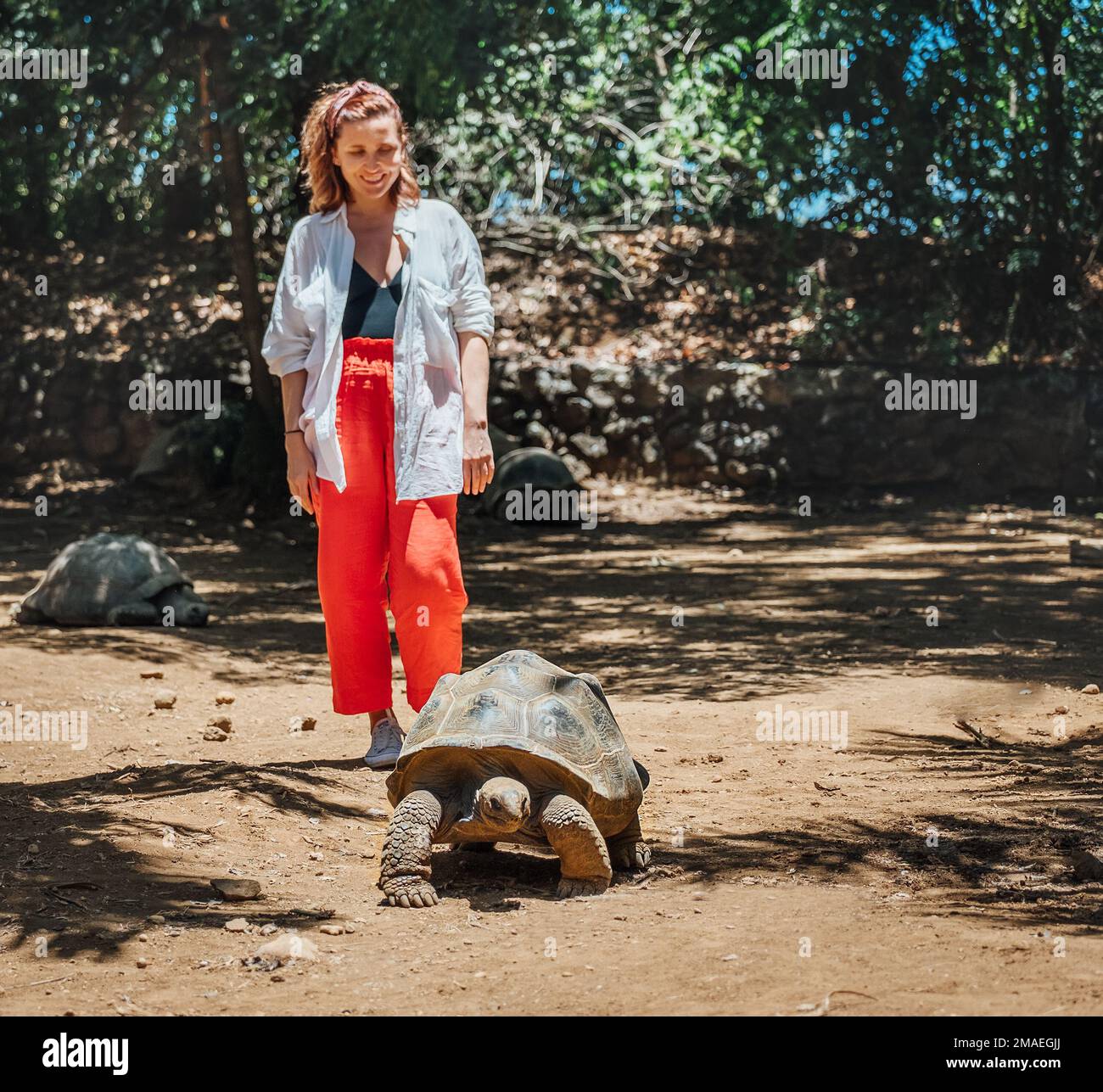 Smiling tourist woman watching Aldabra giant tortoise - one of the ...