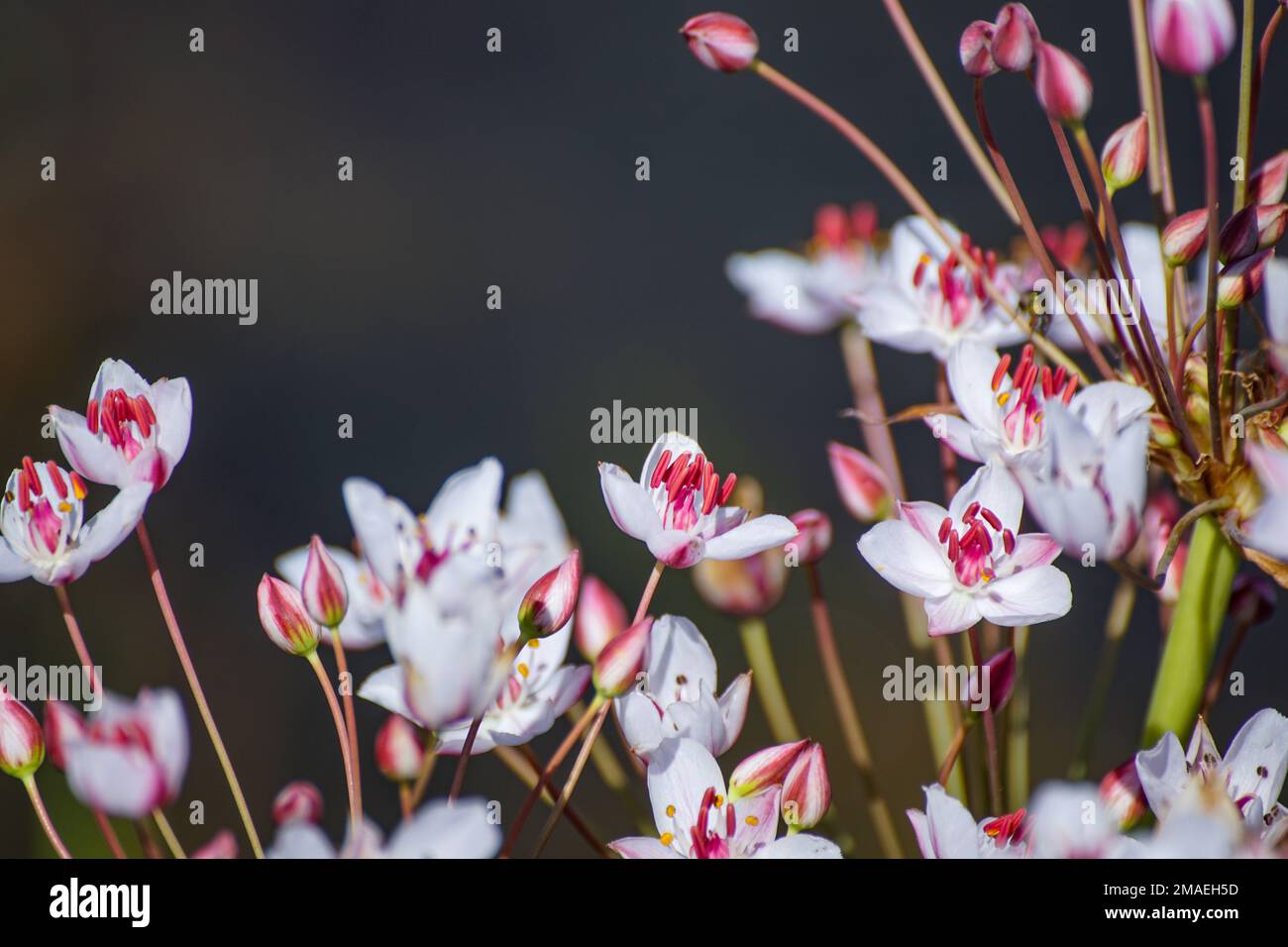 Pink flowering rush hi-res stock photography and images - Alamy