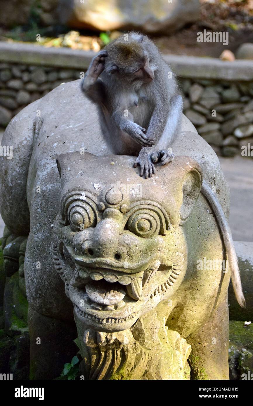 crab-eating macaque, Javaneraffe, Macaca fascicularis, Ubud Monkey ...