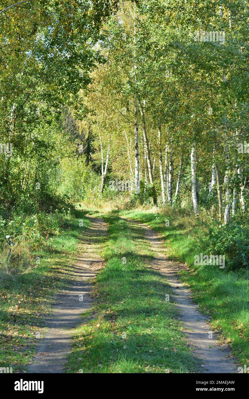 The forest road leads through the forest into the unknown Stock Photo ...