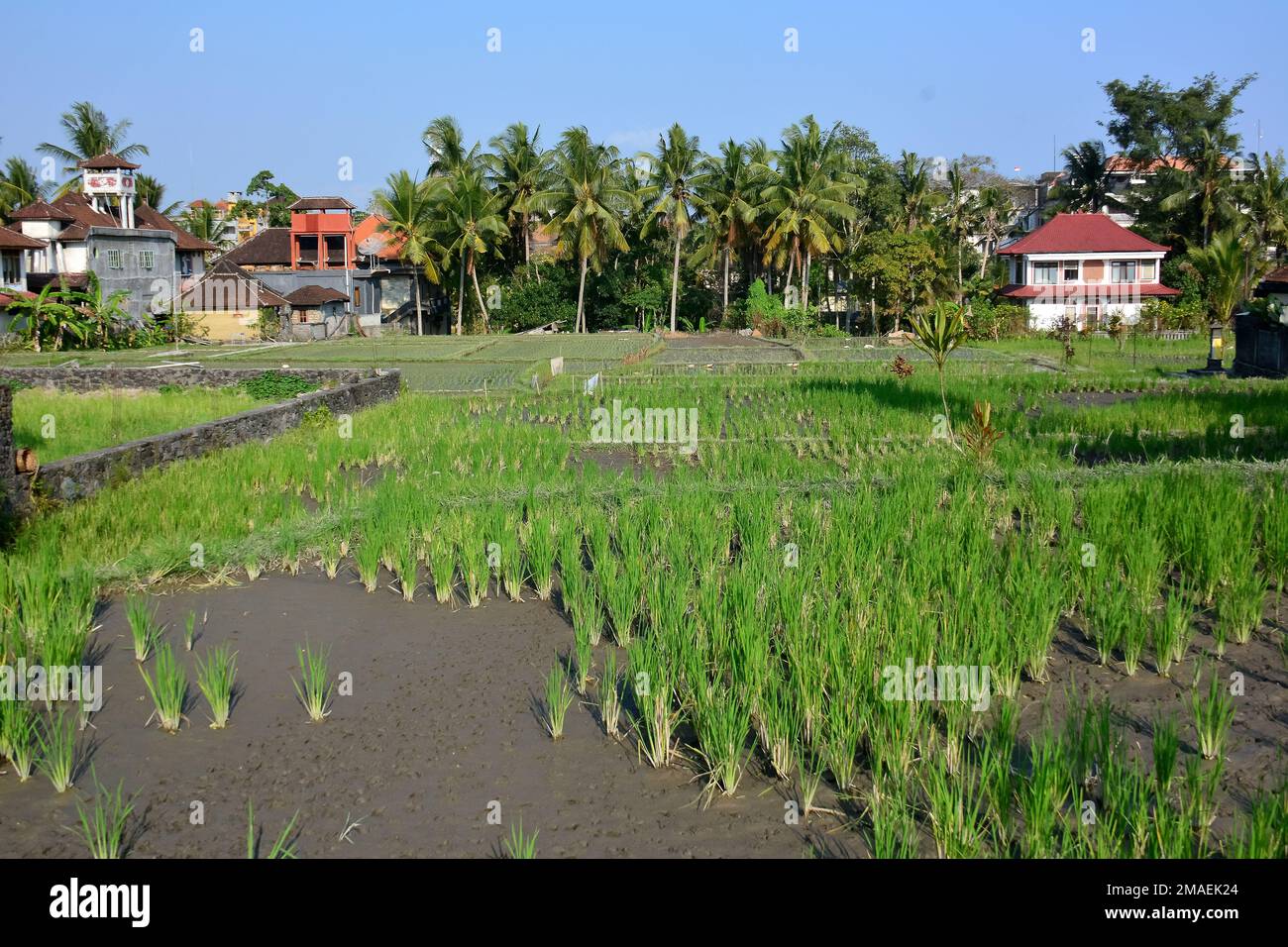 rice field, Ubud, Gianyar regency, Bali, Indonesia, Asia Stock Photo ...