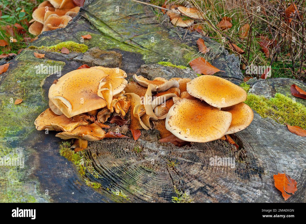 Fruit bodies of honey mushroom, Armillaria, in a close-up Stock Photo ...