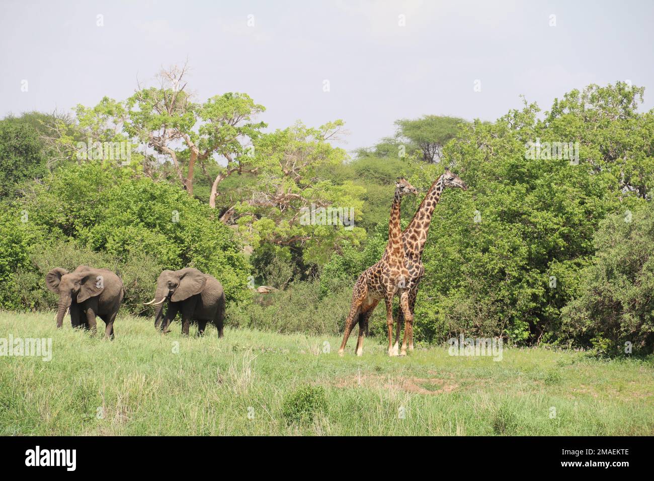 Wild_area hi-res stock photography and images - Alamy