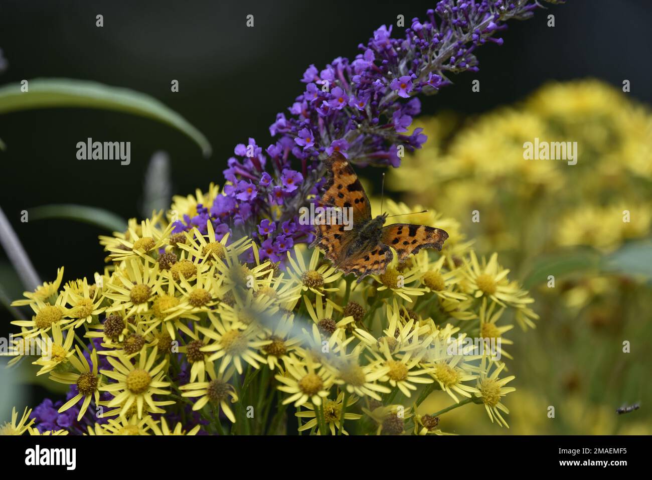 Comma Butterfly (Nymphalis c-album) Resting on Yellow Daisies in Centre ...