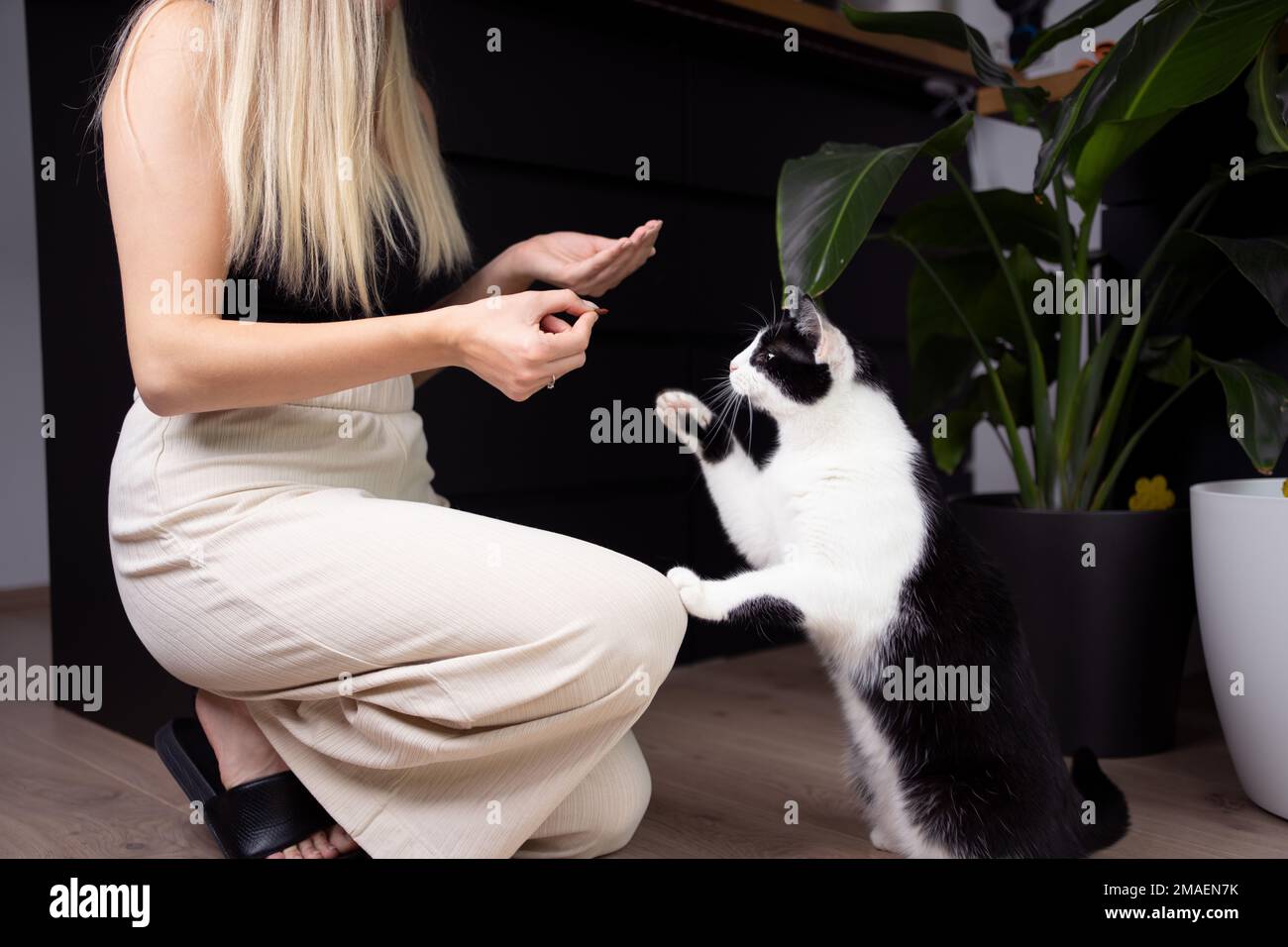 female pet owner feeding cat. young caucasian woman kneeling on the ...