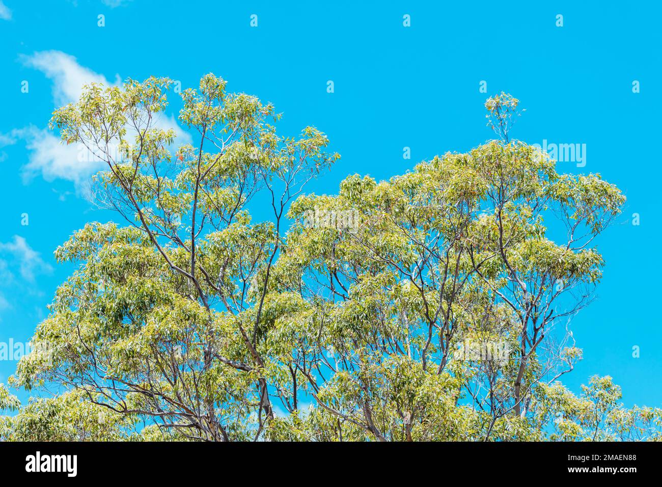 Photograph of the branches and leaves at the top of a tall gum tree ...