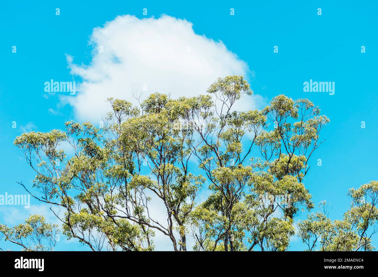 Photograph of the branches and leaves at the top of a tall gum tree ...