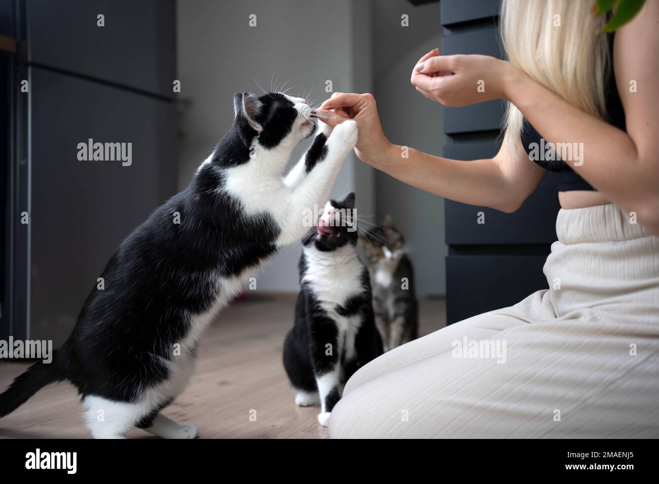 Tuxedo cat woman hi-res stock photography and images - Alamy