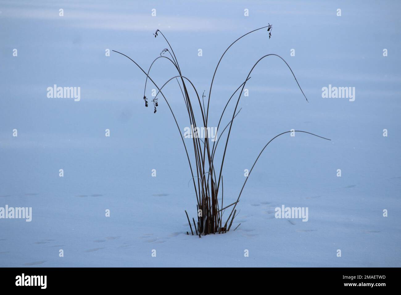 Soft rush stem hi-res stock photography and images - Alamy