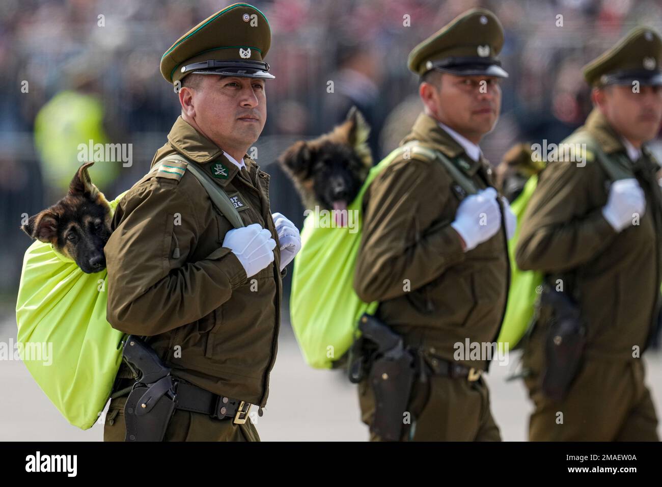 Chilean police carry puppies that will be future police dogs during ...