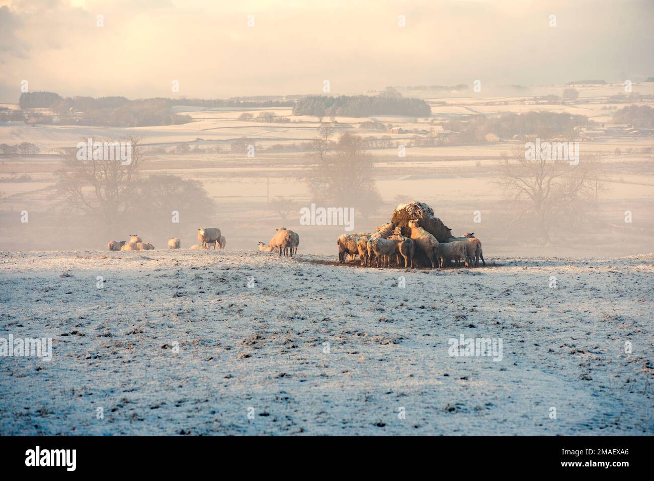 Sheep feeding on supplementary winter fodder from a ring feeder. Back ...