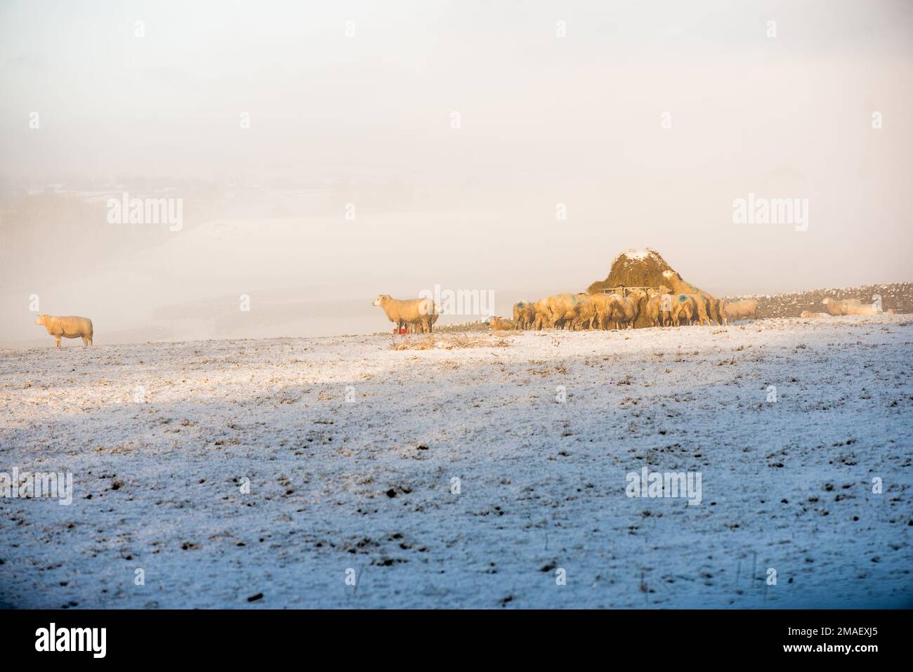 Smit marks sheep identification hi-res stock photography and images - Alamy