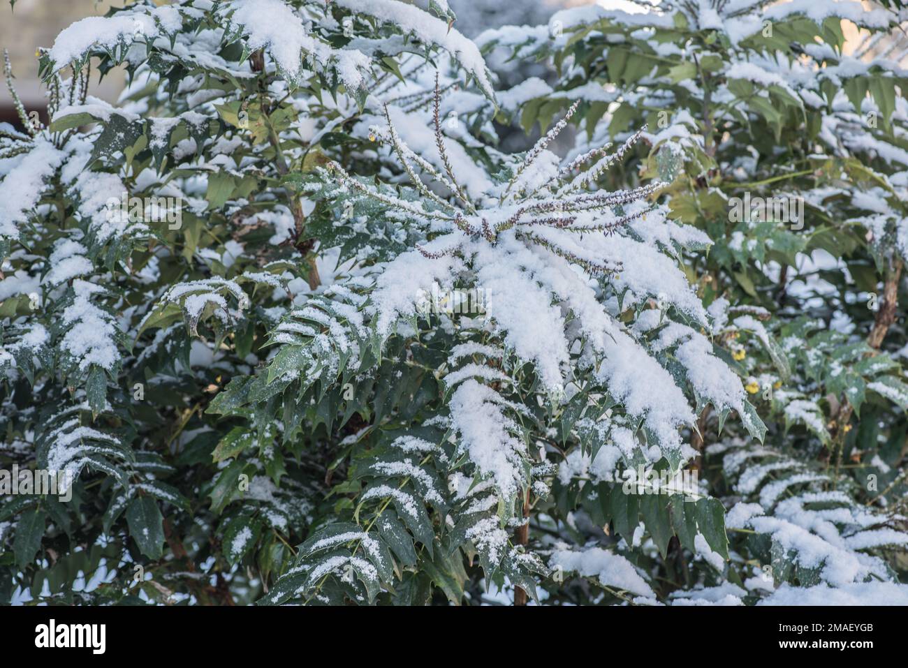 Evergreen shrubs with stiff leathery leaves hi-res stock photography ...