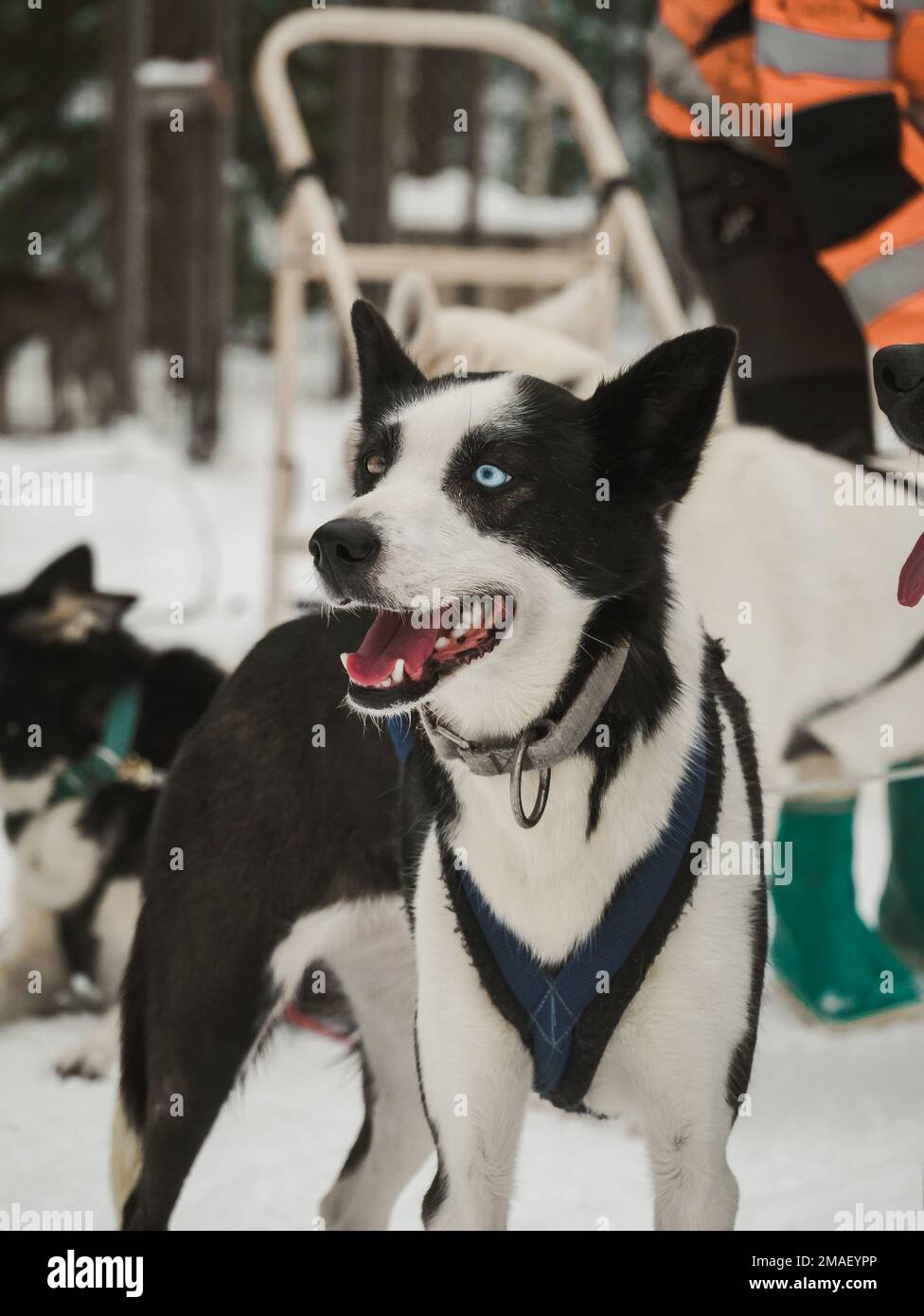 Husky sledge dog with tounge out and heterochromia Stock Photo - Alamy